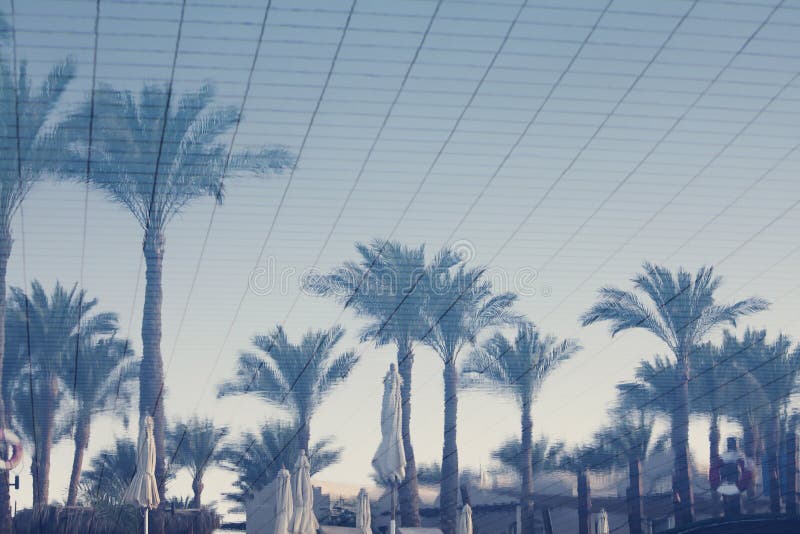 Reflection of Palm Trees in Blue Water in Pool. Summer Tropical ...