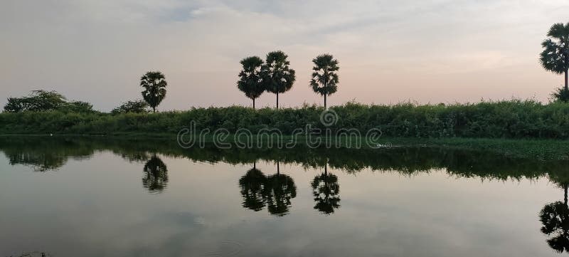 Reflection of Palm Trees on the Surface of the Water Stock Photo ...