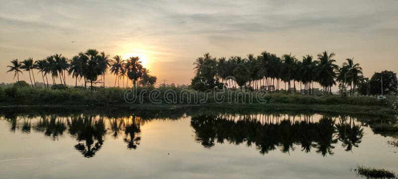 Reflection of Palm Trees on the Surface of the Water Stock Photo ...