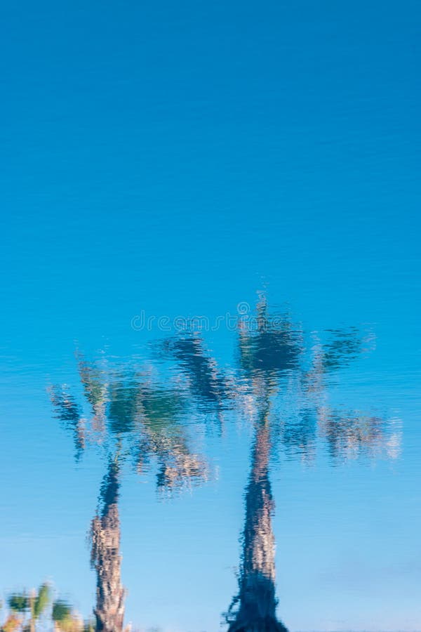 Reflection of Palm Trees in Water Stock Photo - Image of holiday ...