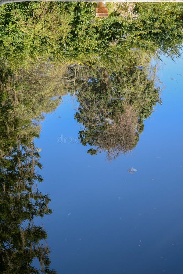 Reflection of Park Trees in Water Stock Image - Image of summer ...