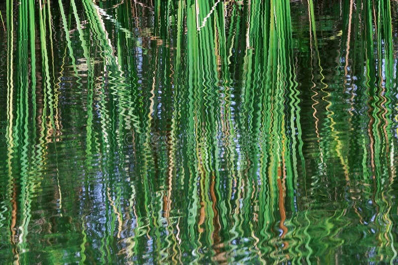Reflection Patterns of Aquatic Plant. Stock Image - Image of trees ...