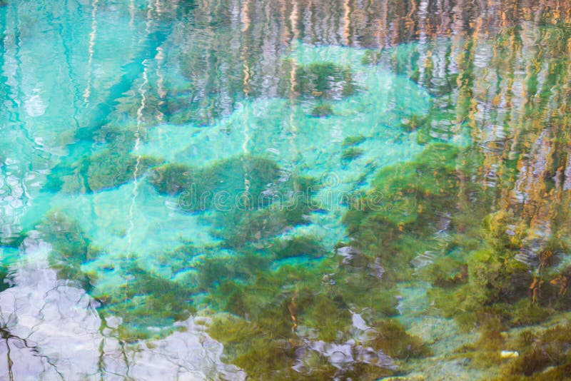 Reflection of Pine Tree Forest Stock Photo - Image of freshwater ...