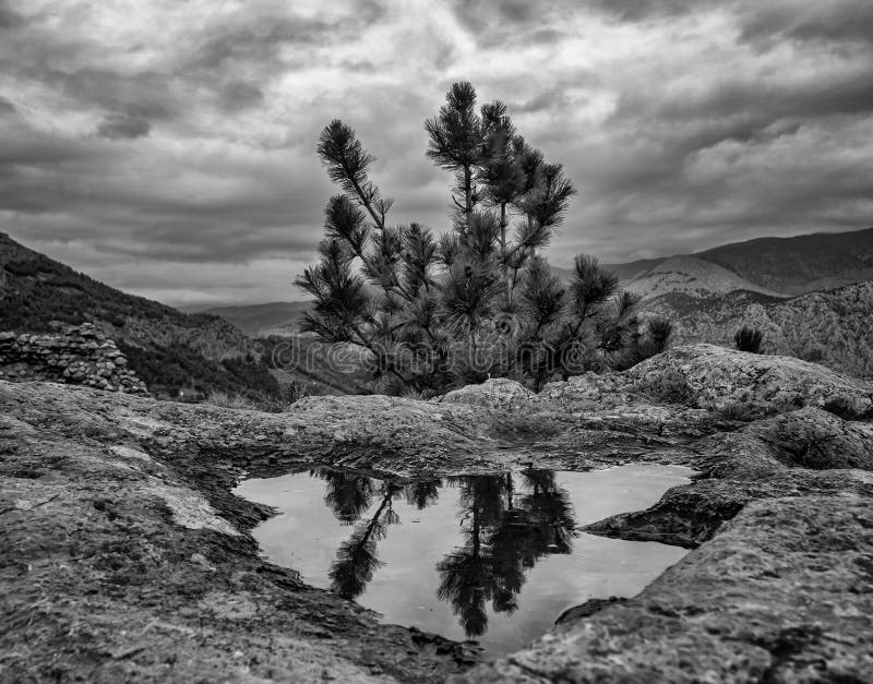 Reflection of a Pine Tree in Water on a Cloudy Day Stock Photo - Image ...