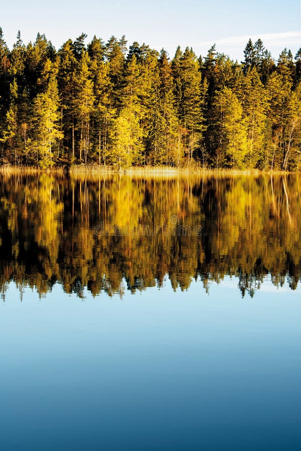 Reflection of Pine trees stock image. Image of surface - 145691181