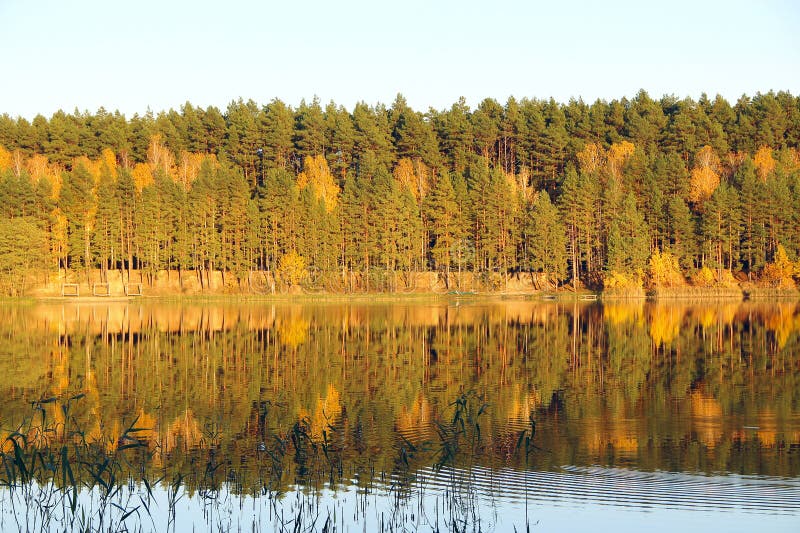 Reflection of the Pine Forest in the Evening Stock Photo - Image of ...