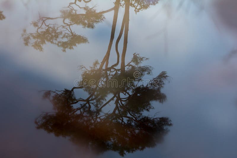Reflection of Pine Trees in the Water Stock Image - Image of curved ...