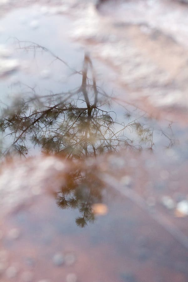 Reflection of Pine Trees in the Water Stock Image - Image of foggy ...