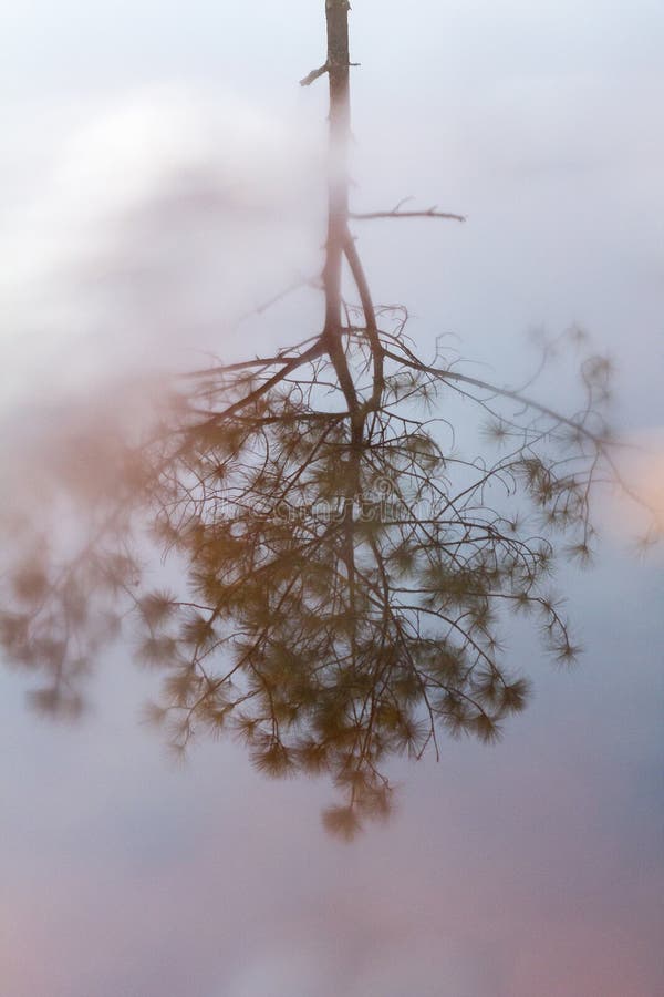 Reflection of Pine Trees in the Water Stock Image - Image of beautiful ...