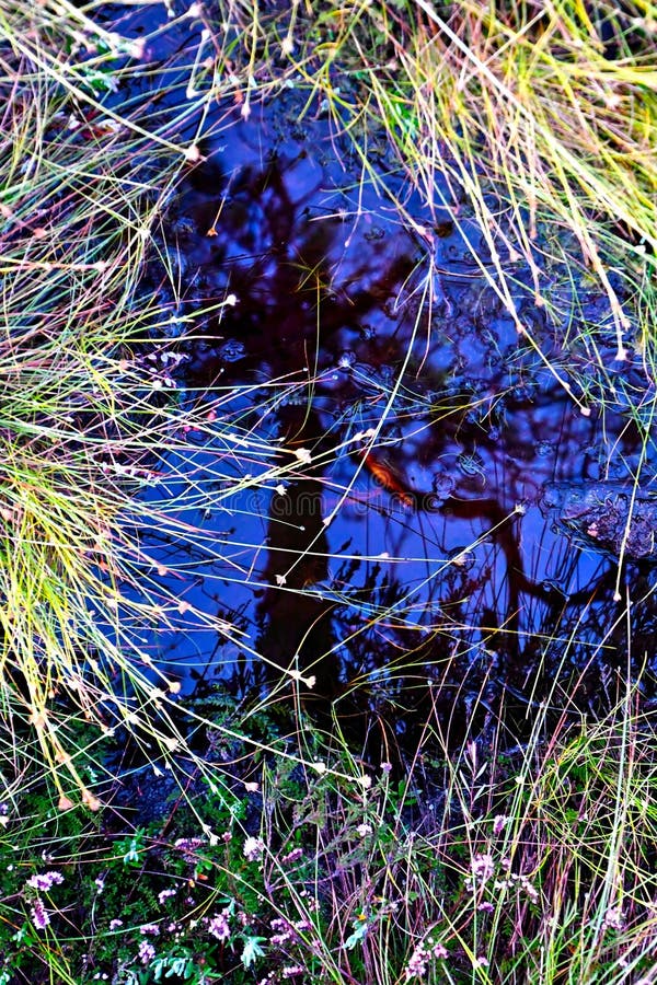 The Reflection of the Pine Tree in the Water of the Swamp Stock Image ...