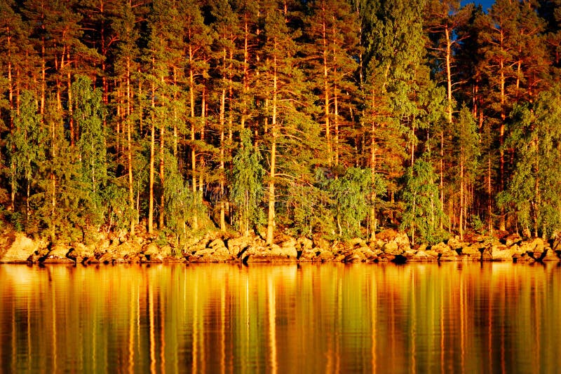Reflection of Pines in Water at Sunset Stock Image - Image of outside ...