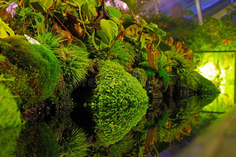 Reflection of Plant Taken in Garden by the Bay Stock Image - Image of ...