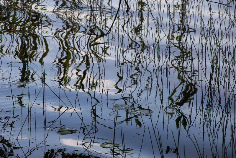 Reflection of Plants in Water of Lake Stock Photo - Image of plants ...