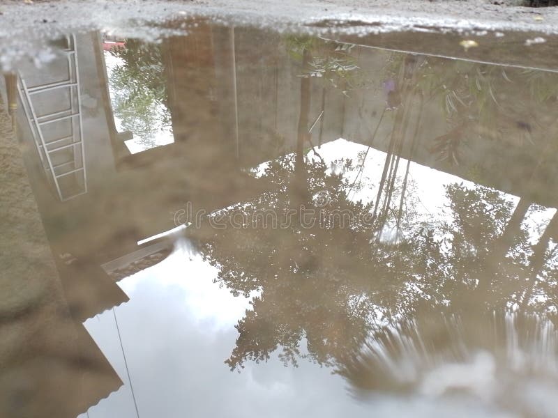 Reflection in the pond stock photo. Image of white, branch - 266369902