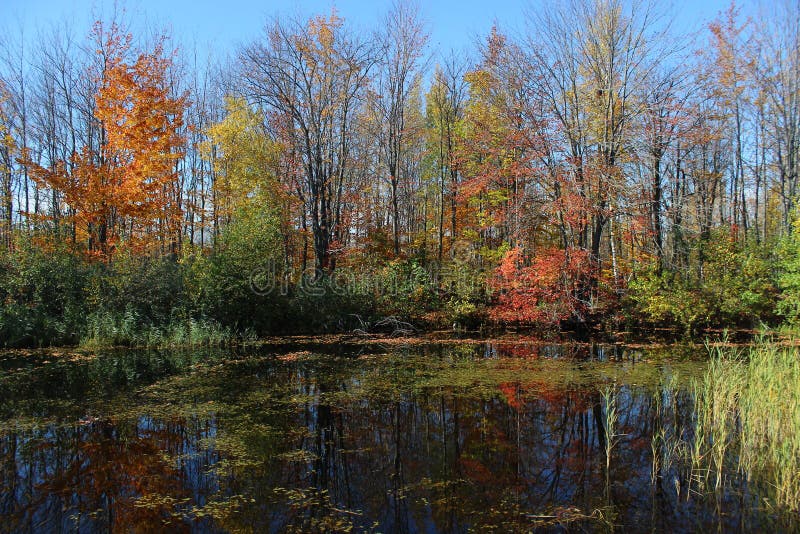 Reflection on the pond stock photo. Image of blue, pond - 199593622