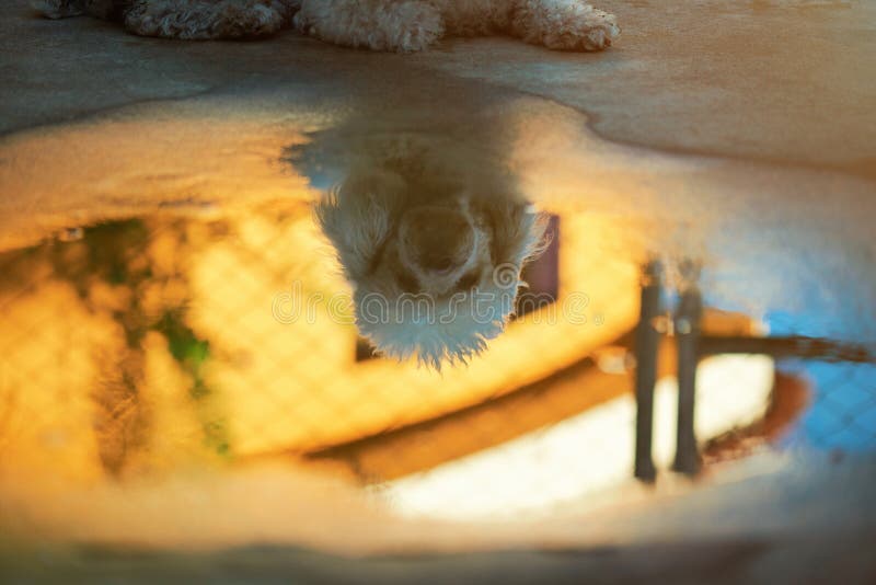 Reflection of Poodle Dog in Water Stock Image - Image of beautiful ...