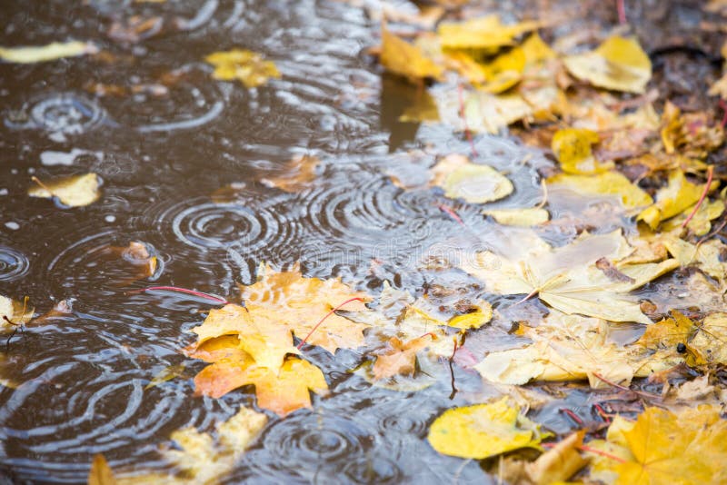 Reflection in a Pool of Water with Leaves and Rain Drops Stock Photo ...