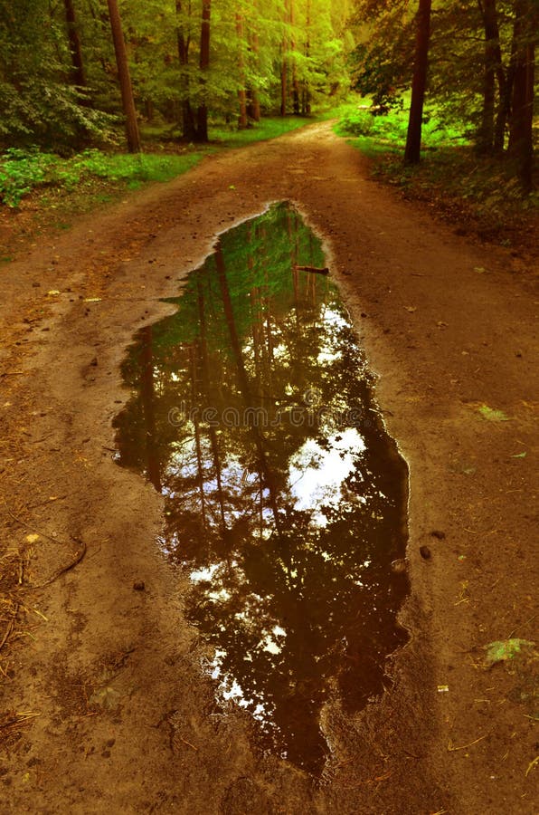 Reflection in a Puddle of Forest Stock Photo - Image of nature, puddle ...