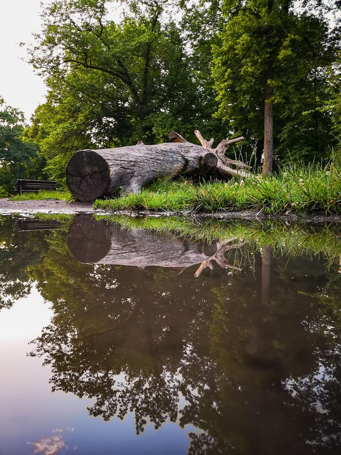 Reflection in Puddle of Old Fallen Trunk of Tree Stock Photo - Image of ...