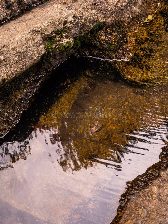 Green Puddle in the Rock of the Waterfall with Floating Needles Stock ...