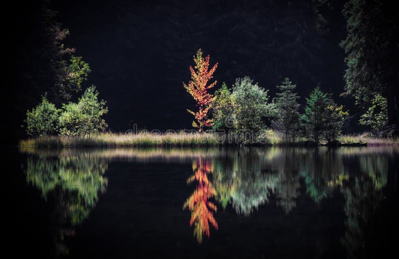 Reflection of Red Plant in Water. Black Background Stock Photo - Image ...