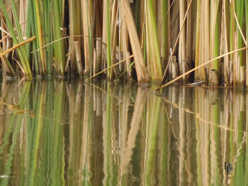 Reflection of reed in pond stock photo. Image of reflection - 47393286