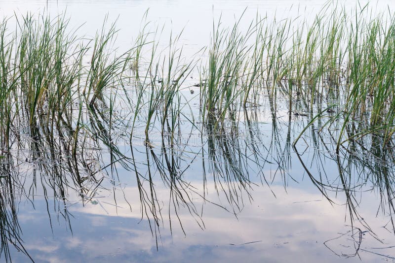 Reflection of Reeds and Sky in the Water of the Bay of the Sok River ...