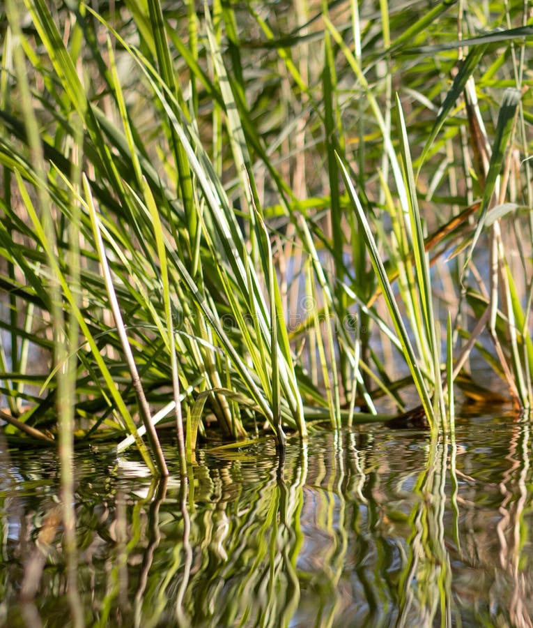 Reflection of Reeds in Water Stock Photo - Image of leaf, light: 128492878