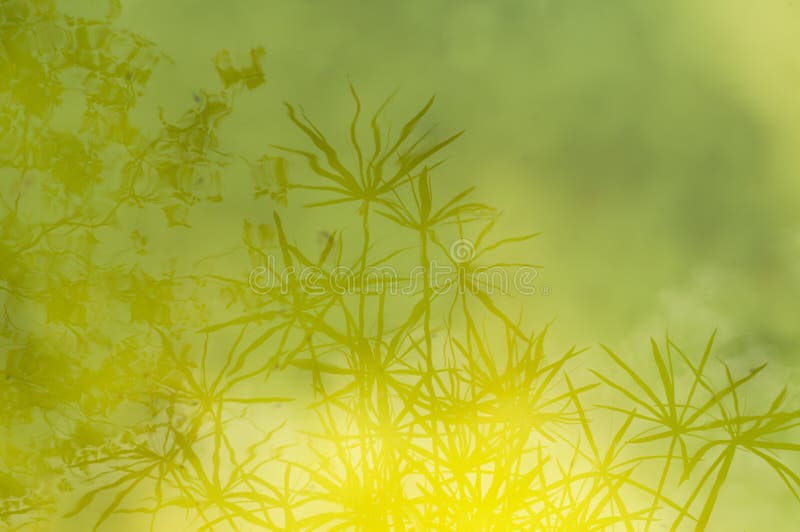 Reflection plant on water stock photo. Image of blue - 145077398