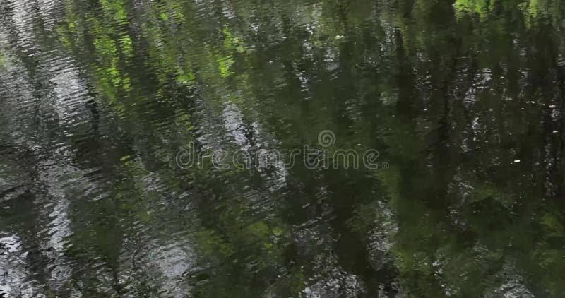 Reflection on River Water Surface. Stock Video - Video of tree, river ...