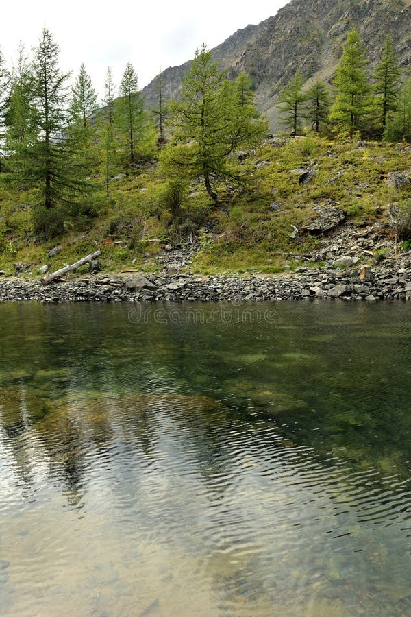 Reflection of Rocky Shores Covered with Young Cedars in the Shaky ...