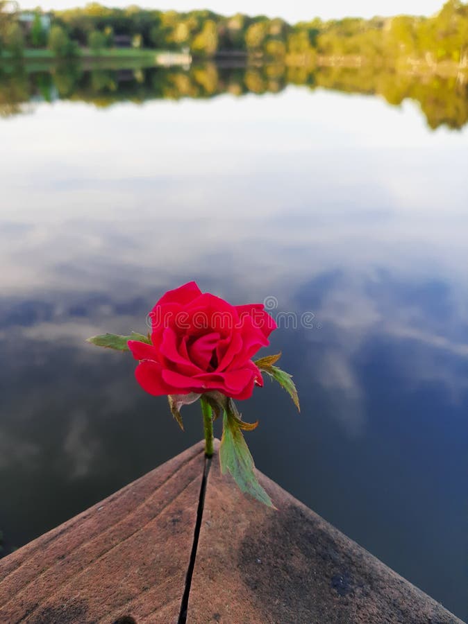 Reflection Rose Clouds Lake Stock Image - Image of lake, clouds: 255032955