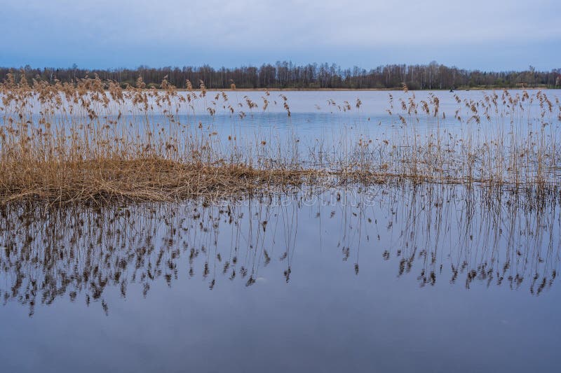 A Reflection of the Rushes in the Lake Stock Photo - Image of landscape ...