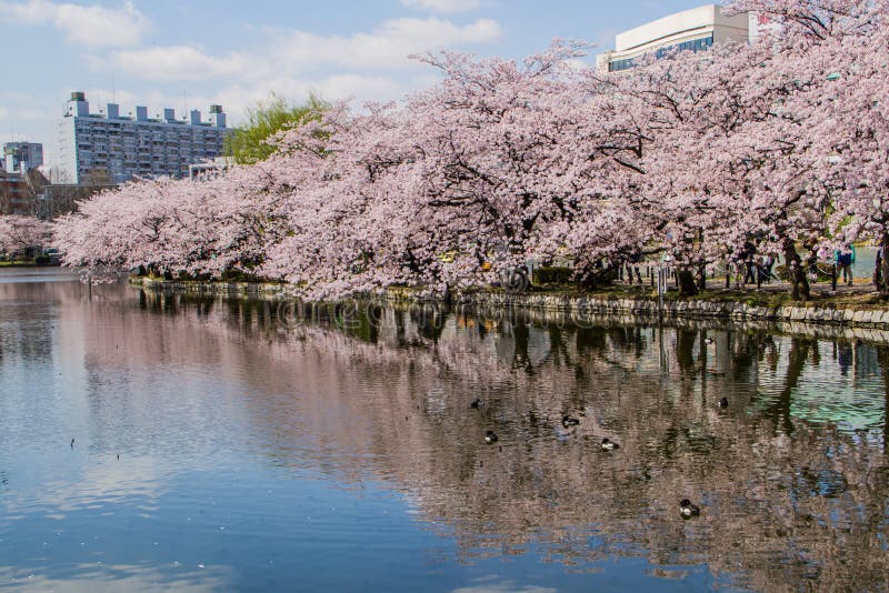 Reflection of sakura stock image. Image of floral, beautiful - 53602971