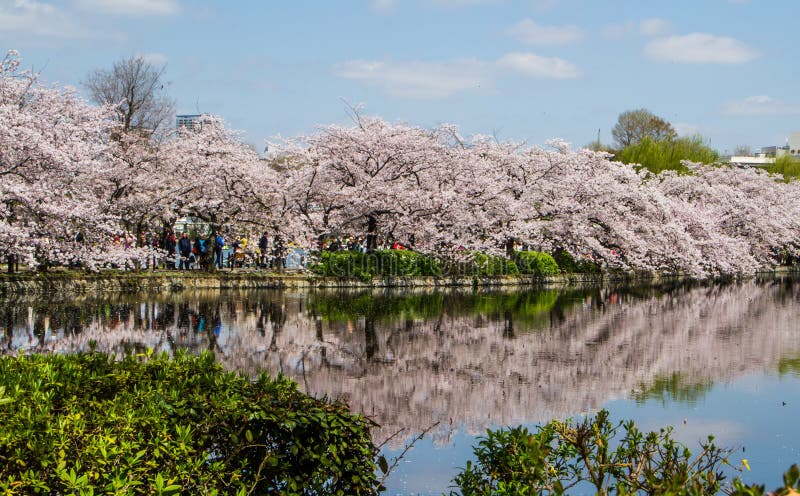Reflection of sakura stock photo. Image of hanami, japanese - 55018306
