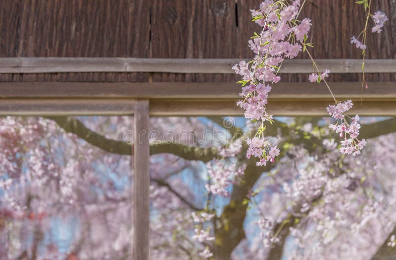 Sakura flower stock image. Image of plant, background - 110897041