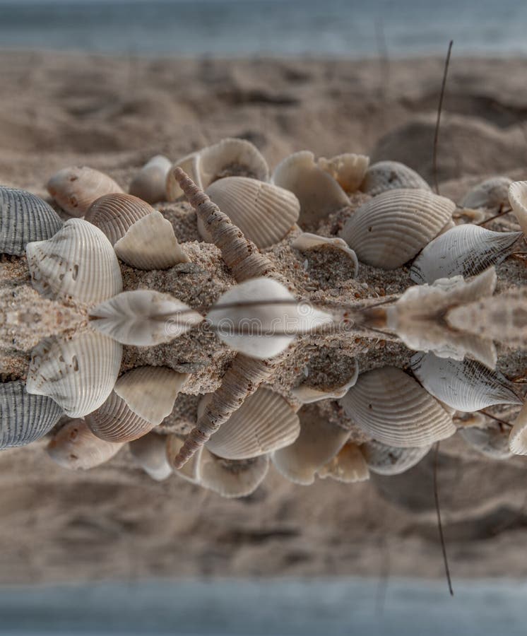 Reflection of Seashell in Sand on the Beach Stock Image - Image of ...