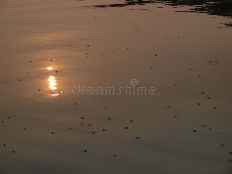 Reflection of the Setting Sun among the Water Striders on a Quiet River ...