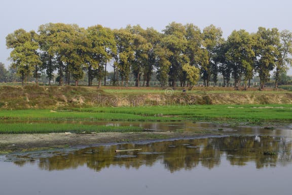Reflection of Shal Trees of Shal Forest in River Water Looking ...
