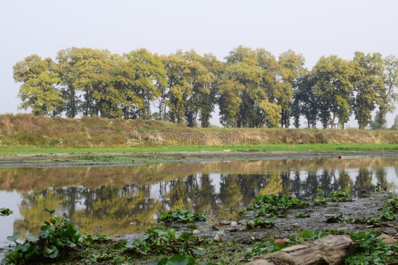 Reflection of Shal Trees of Shal Forest in River Water Looking ...