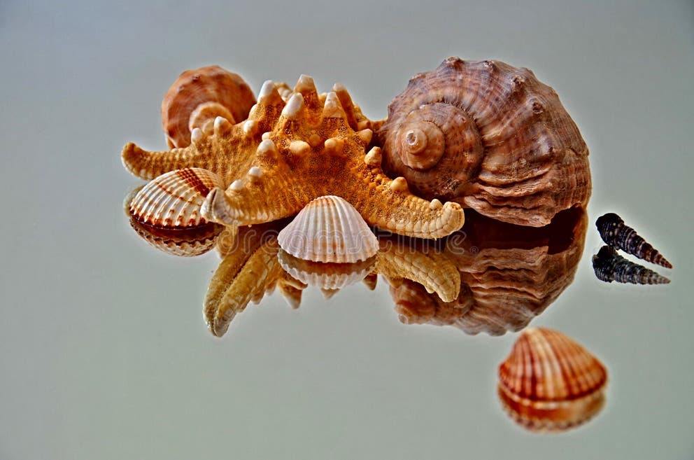 Reflection of Shells stock photo. Image of landscape - 125501804