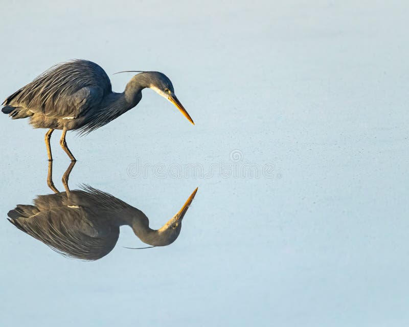 A Reflection Shot of Western Reef Heron Stock Image - Image of crane ...