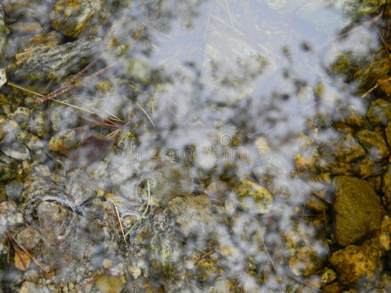 Reflection of the Sky in a Forest Stream Stock Photo - Image of trees ...