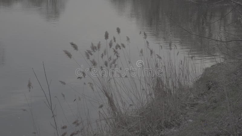 Reflection of the Sky and Trees in the River. Flat Image Profile SLOG 3 ...