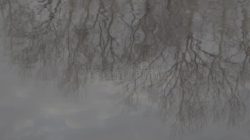 Reflection of the Sky and Trees in the River. Flat Image Profile SLOG 3 ...