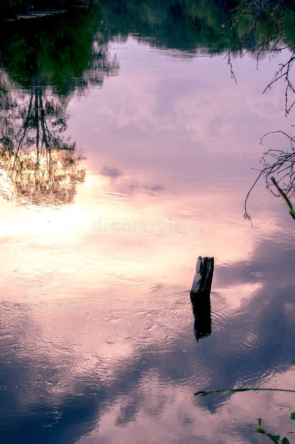 Reflection of Trees in the Water. Stock Photo - Image of nature ...