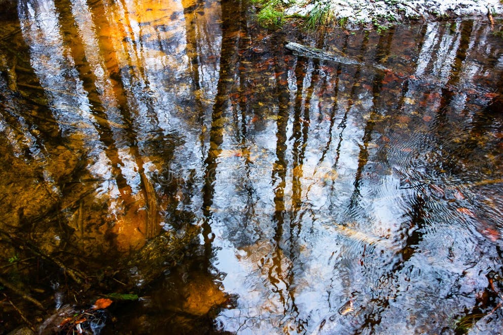 Reflection of Slender Tree Trunks on Surface Od Forest Stream Stock ...
