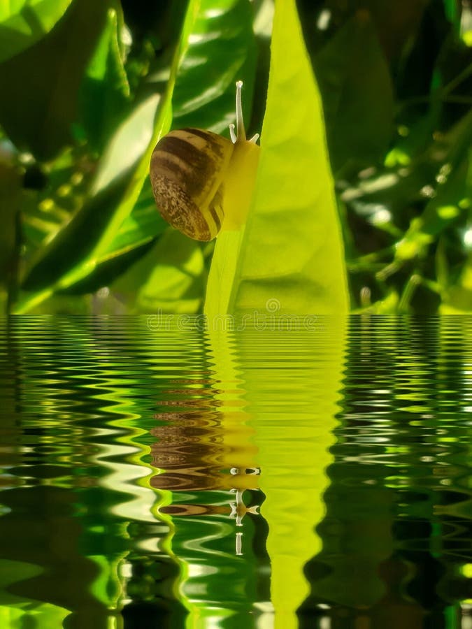 Reflection of a Snail in Clear Water Stock Image - Image of light, tree ...