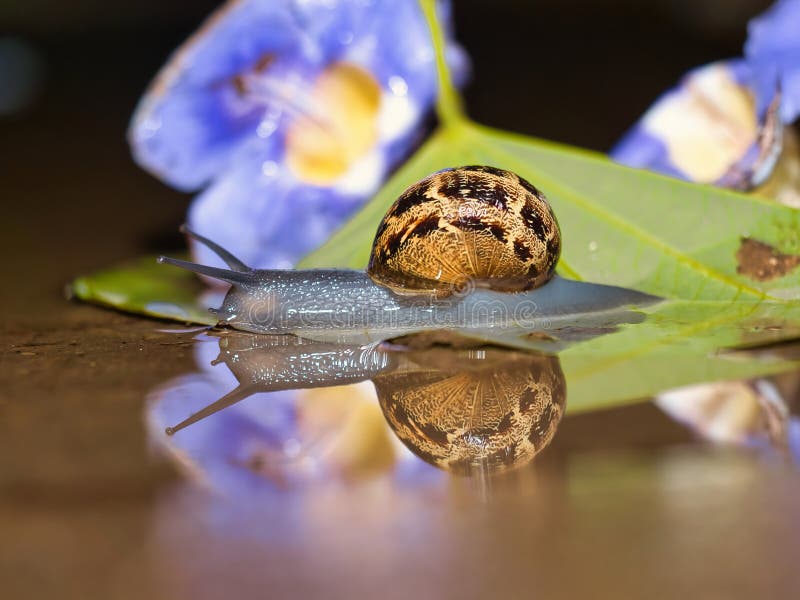 Reflection of a Snail in a Puddle with a Blue Flower Stock Photo ...