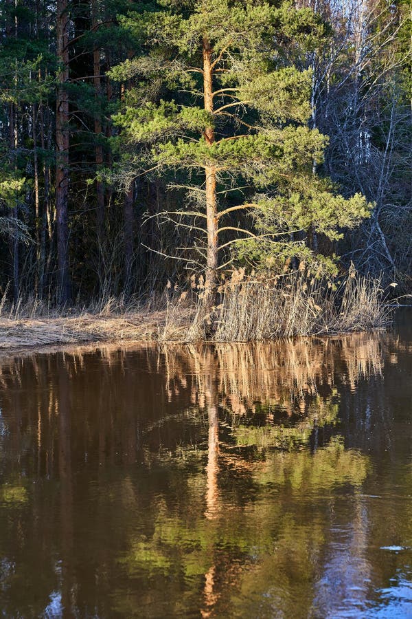 Reflection of a Solitary Tree in a Serene River Stock Image - Image of ...